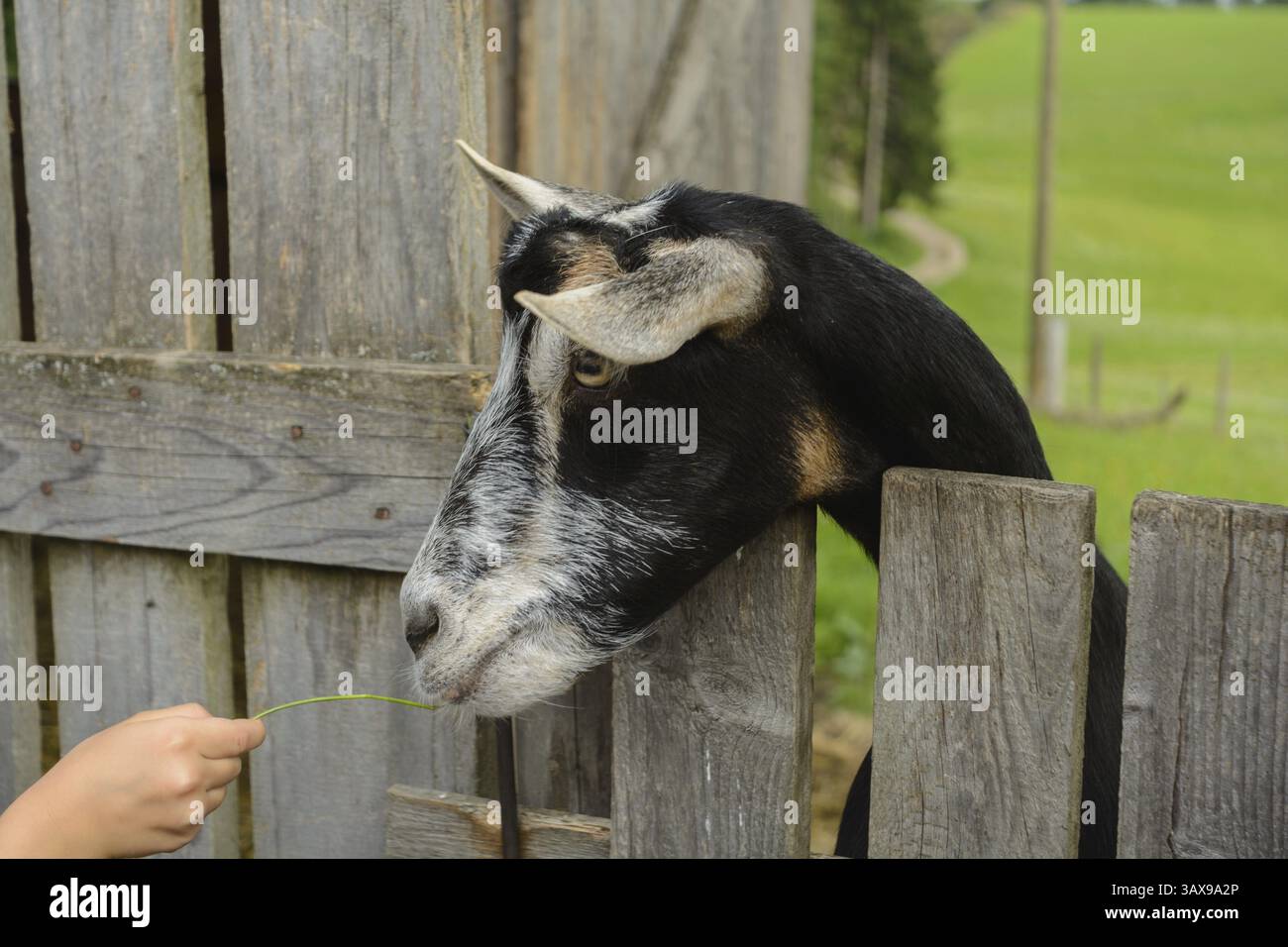 Domestic goat looking over fence hi-res stock photography and images ...