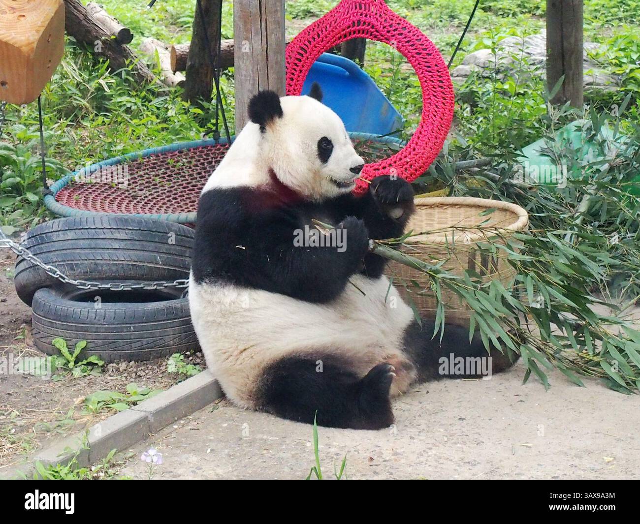 BEIJING, CHINA - APRIL 21, 2025 - A giant panda eats bamboo shoots in ...
