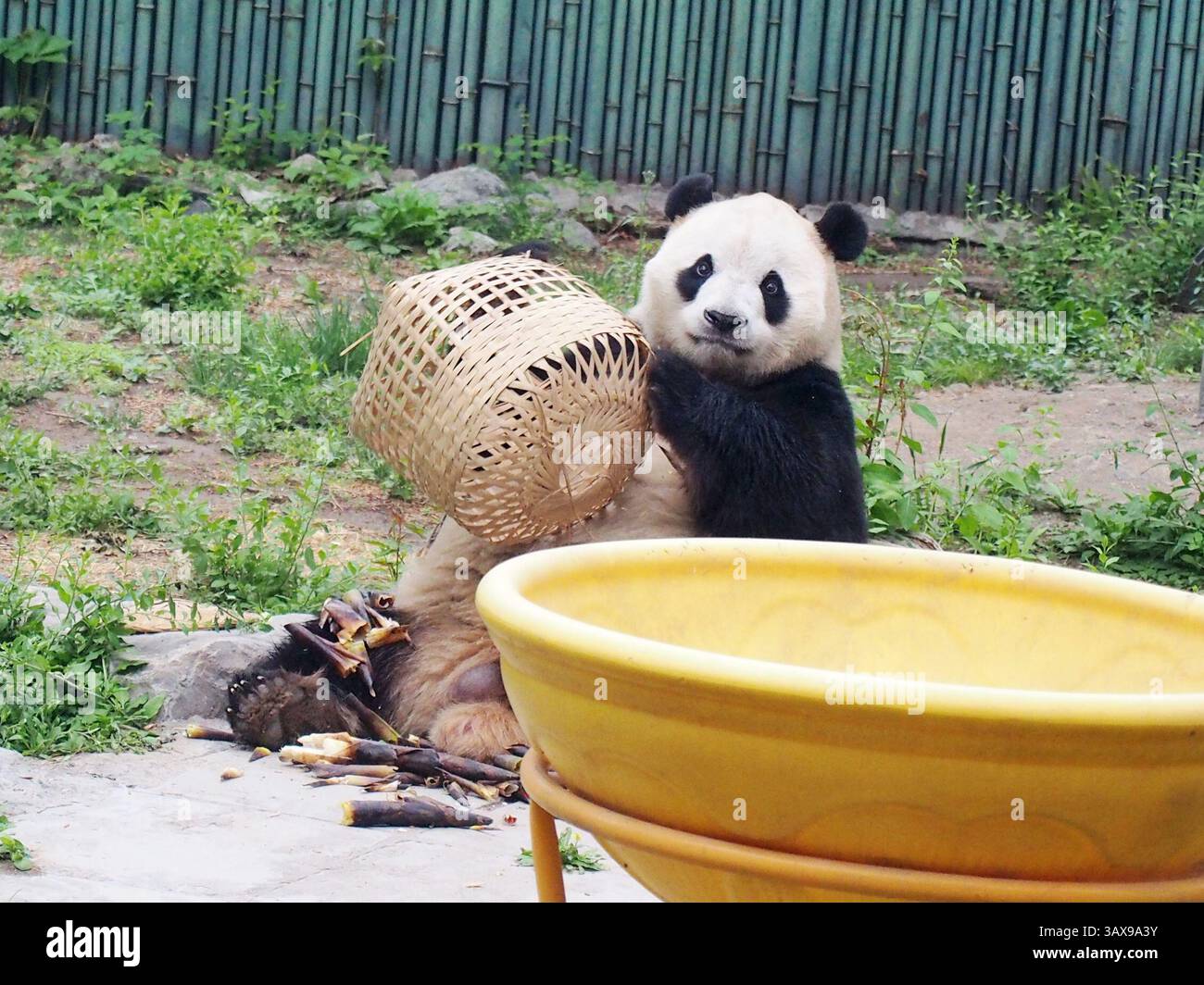 BEIJING, CHINA - APRIL 21, 2025 - A giant panda eats bamboo shoots in ...