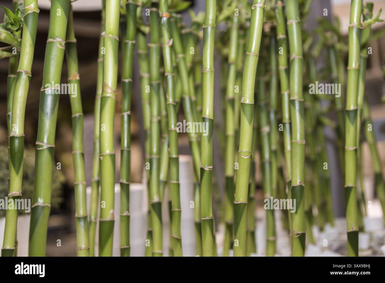 Evergreen bamboo, hardy and versatile - bamboo cane as a building ...