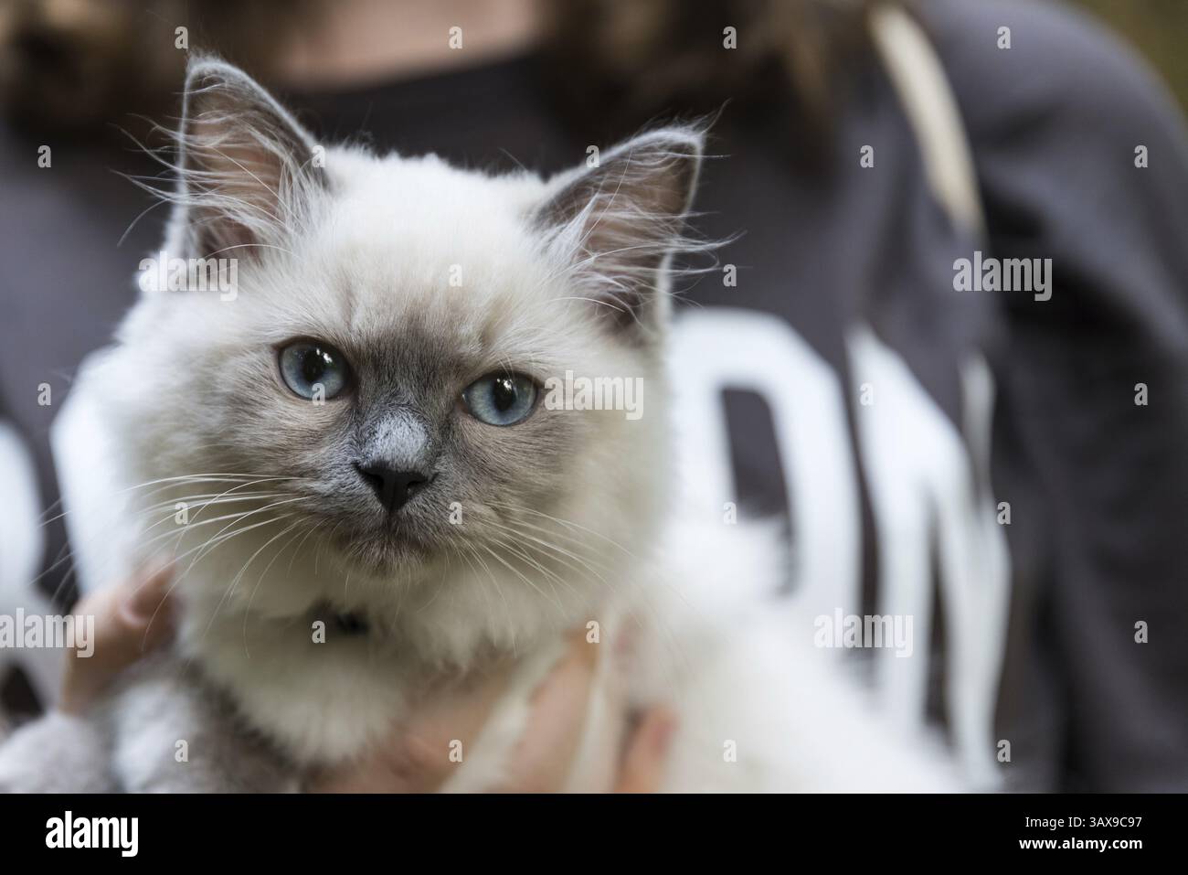 Young Ragdoll - imposing domestic cat with blue eyes, close-up Stock ...