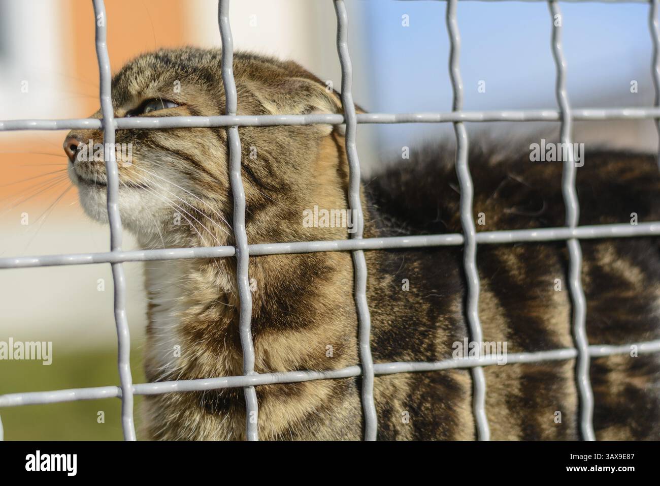 Colourful domestic cat behind a barrier outdoors Stock Photo - Alamy