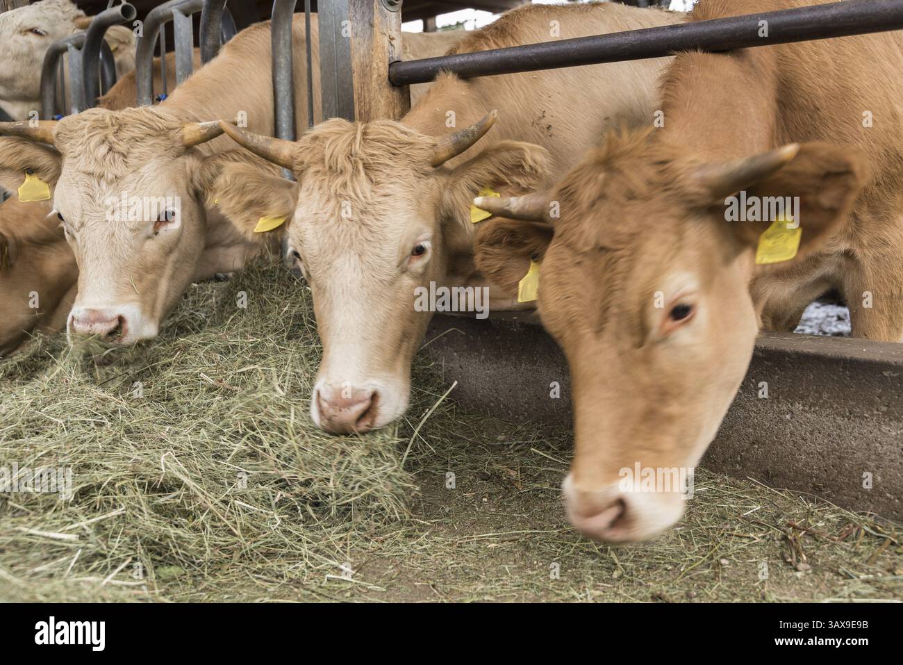Cows eating hay in the loose housing - close-up cattle farming Stock ...