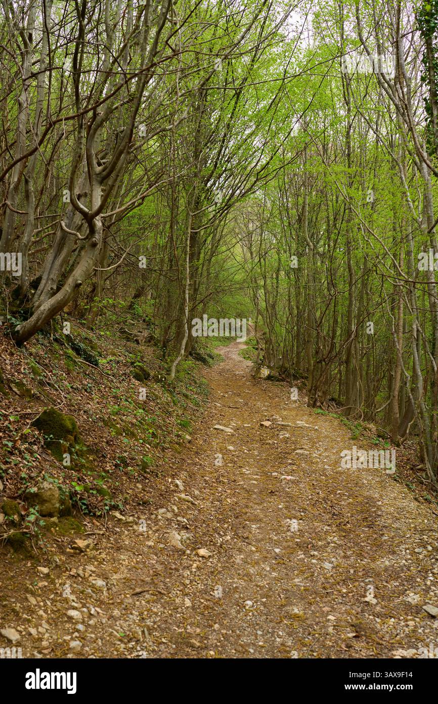 Curving forest trail lined with spring foliage and scattered leaves on ...