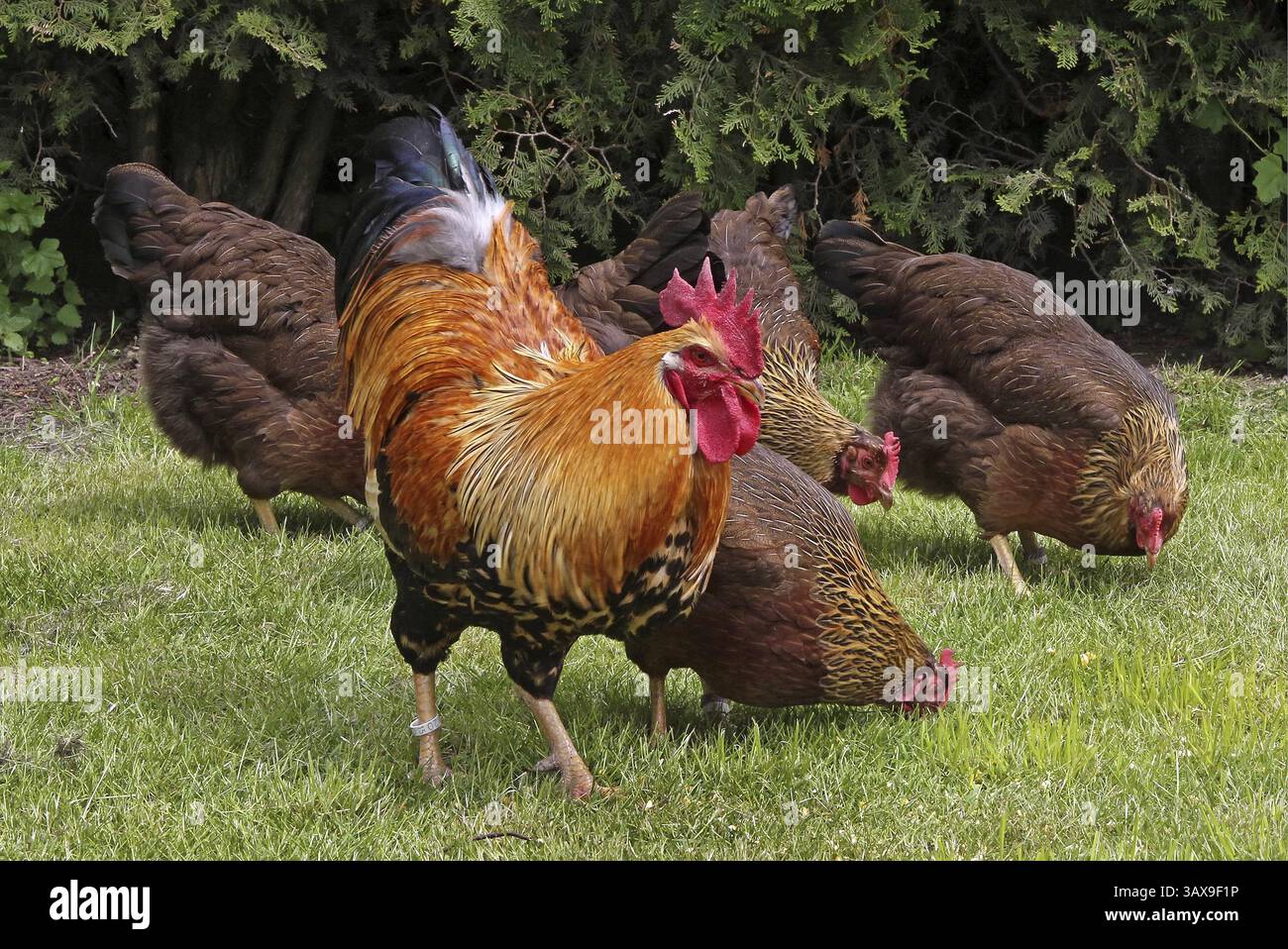 Chickens, Welsumer chicken breed Stock Photo - Alamy