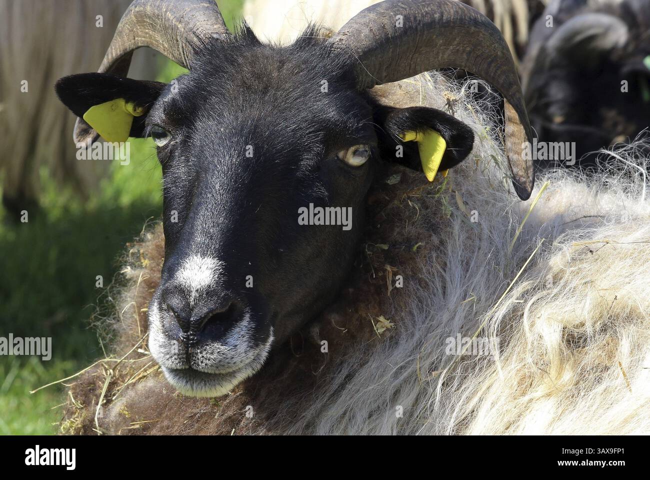 Grey horned Heidschnucke moorland sheep Stock Photo - Alamy