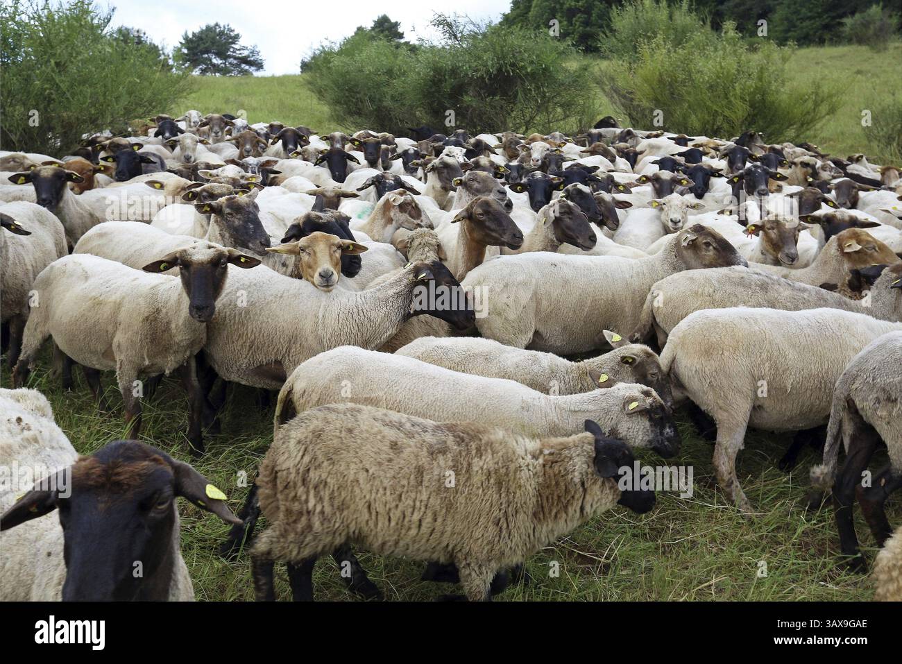 Productive flocks hi-res stock photography and images - Alamy