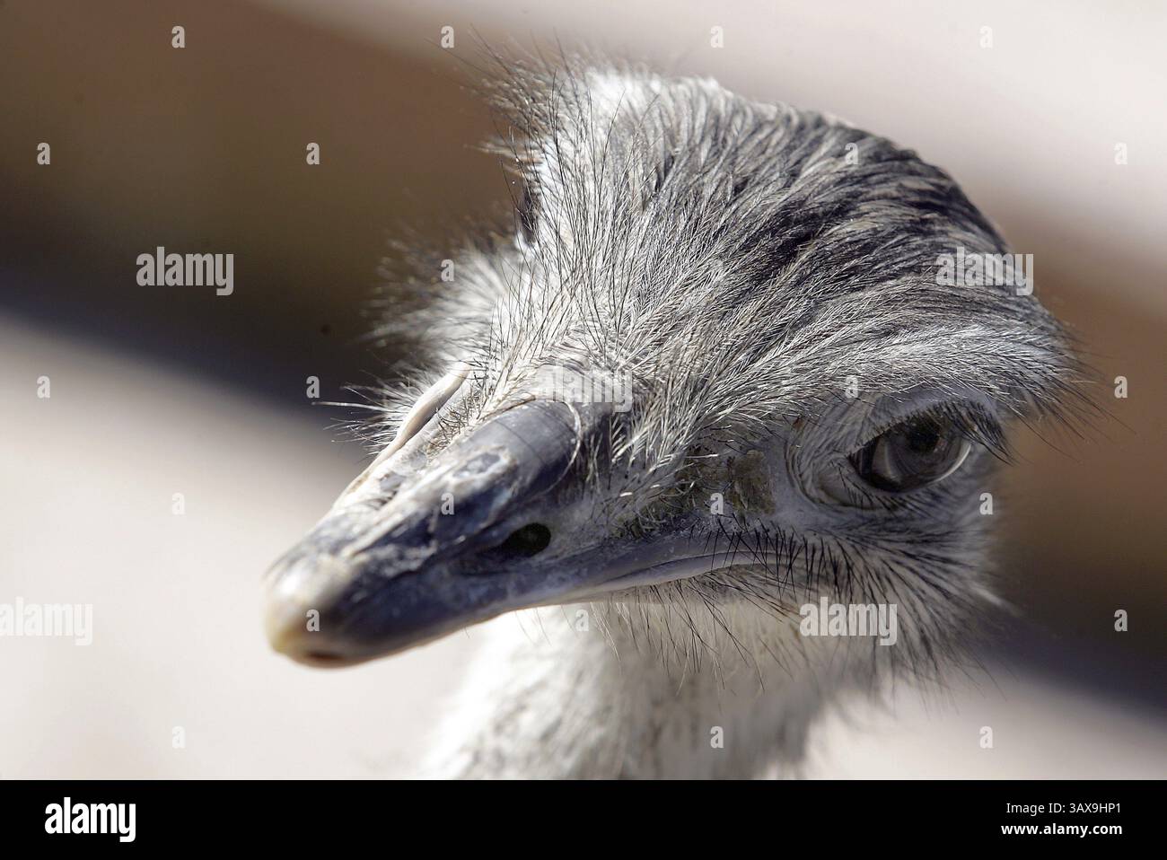 Rhea ñandú americana in hi-res stock photography and images - Alamy