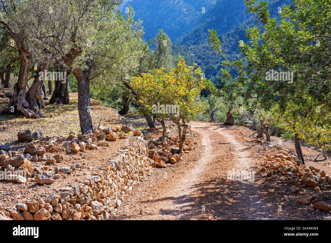 Olive grove with terraced cultivation with stone walls in a mountain ...