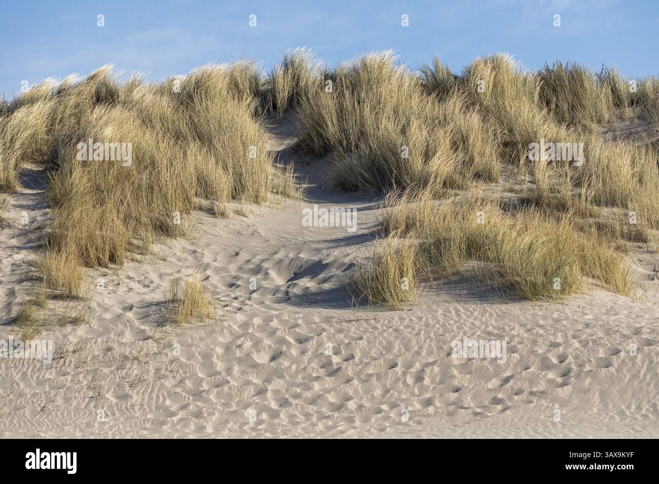 Sand dunes, Hoek van Holland, Rotterdam, Netherlands Stock Photo - Alamy