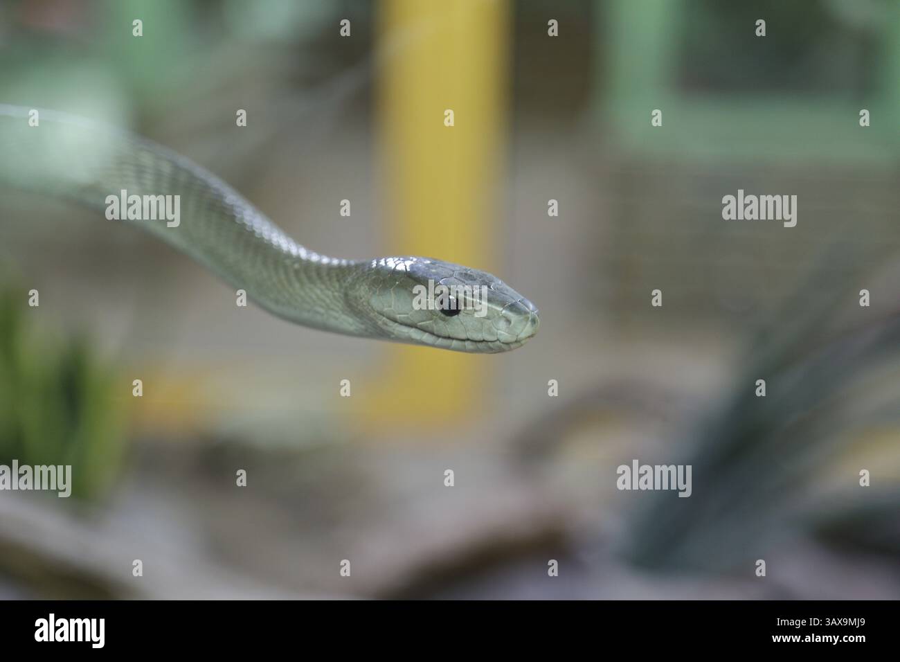West african green mambas hi-res stock photography and images - Alamy
