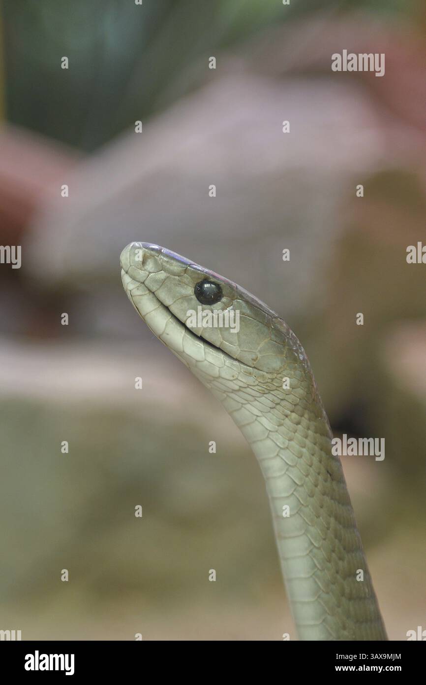 Black mamba (Dendroaspis polylepis), animal portrait, captive, venomous ...