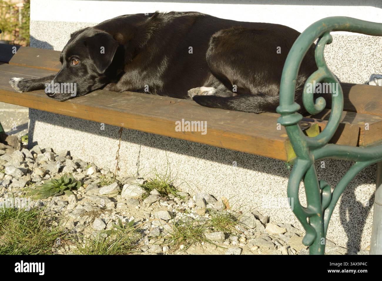Black dog lying comfortably in the sun on a park bench Stock Photo - Alamy