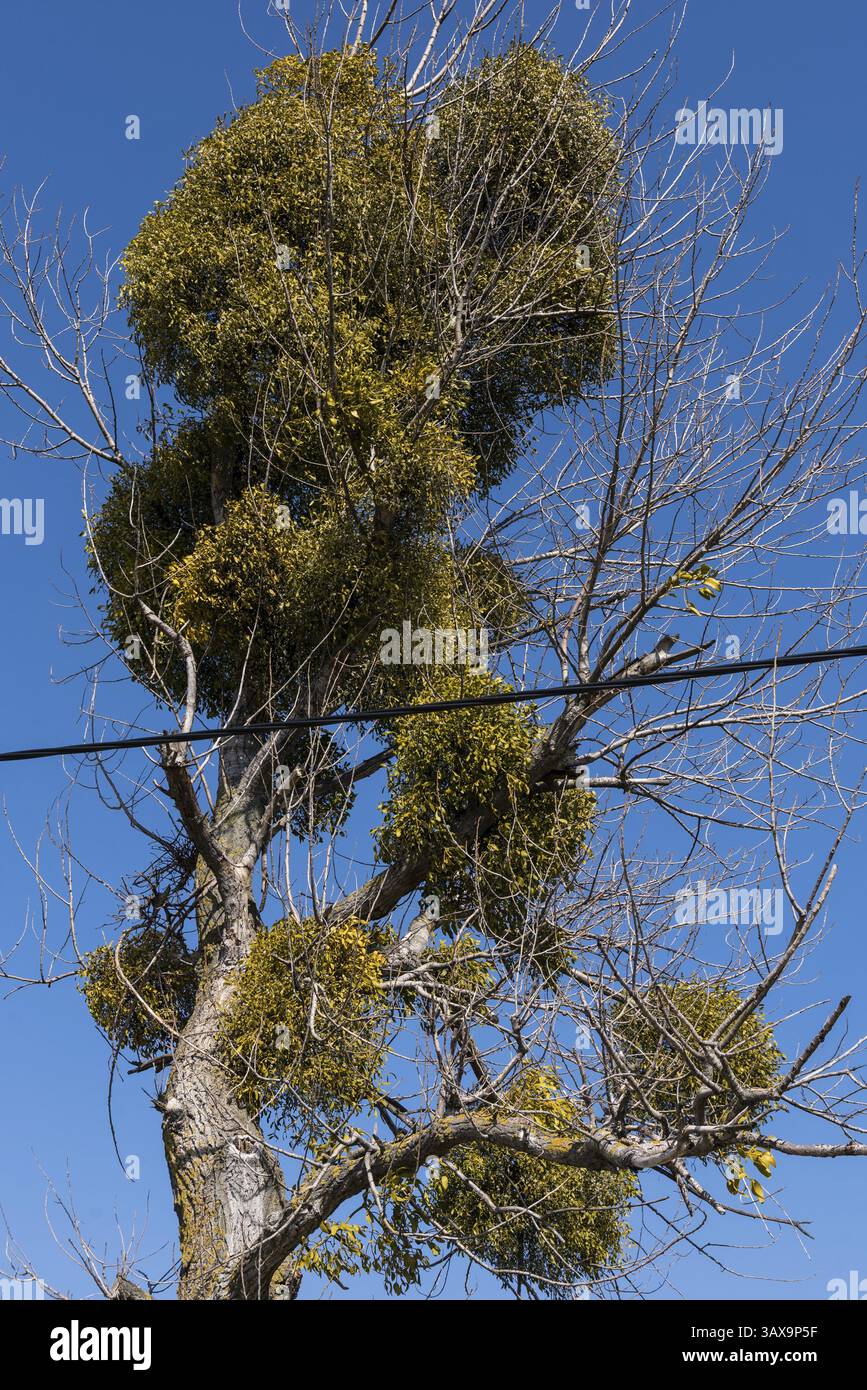American mistletoes hi-res stock photography and images - Alamy