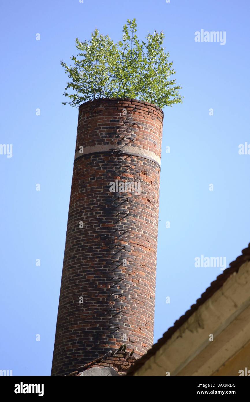Small trees grow in an old brick factory chimney Stock Photo - Alamy
