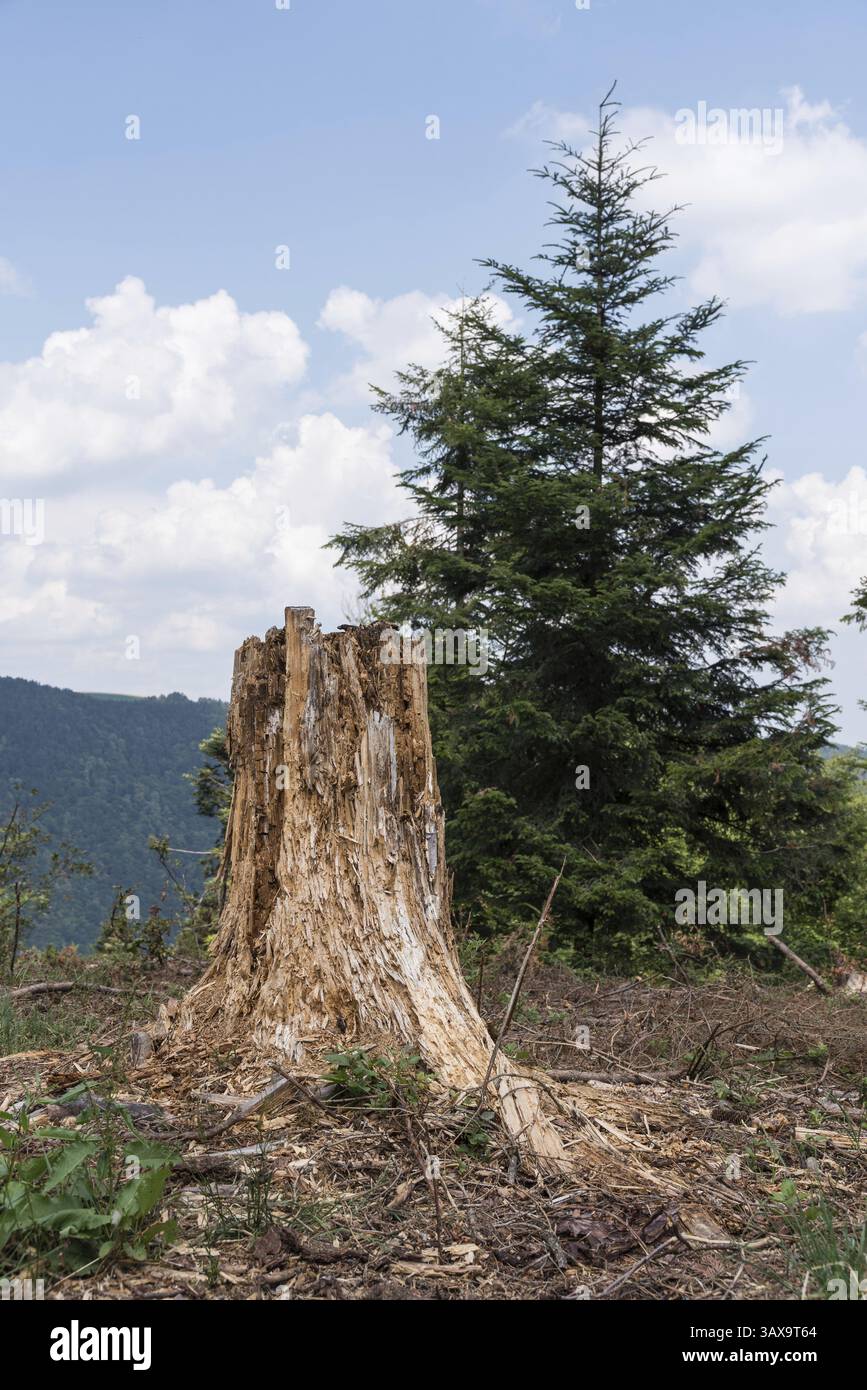 Dead and rotten tree hi-res stock photography and images - Alamy
