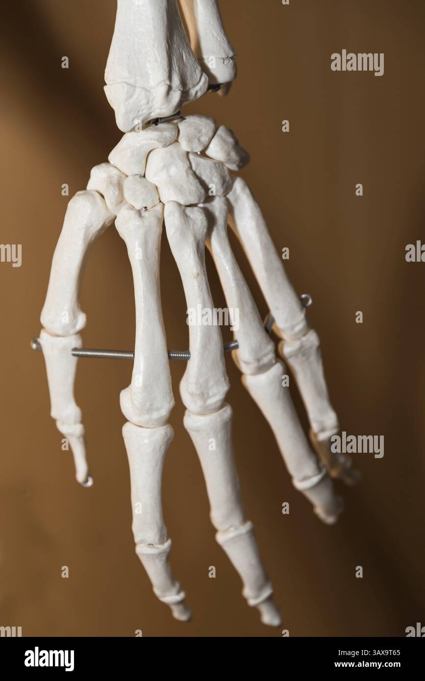 Bone of a hand from a skeleton - model of anatomy Stock Photo - Alamy