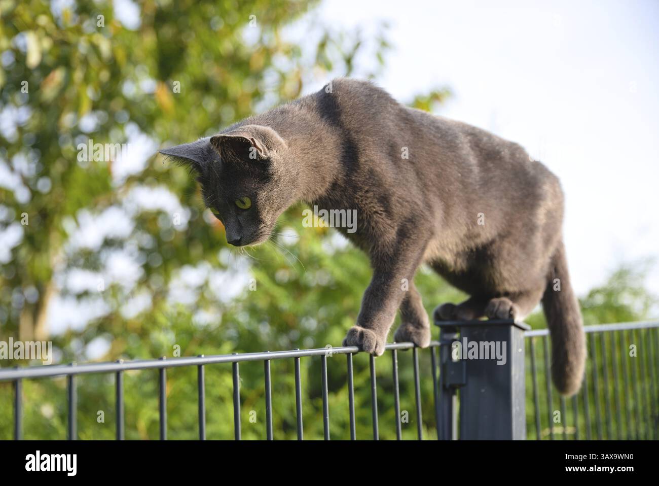 Self confidence and cat hi-res stock photography and images - Alamy