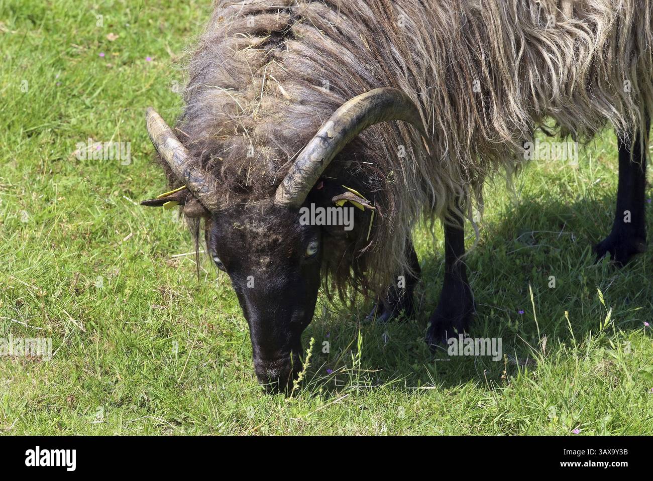 Grey horned Heidschnucke moorland sheep Stock Photo - Alamy