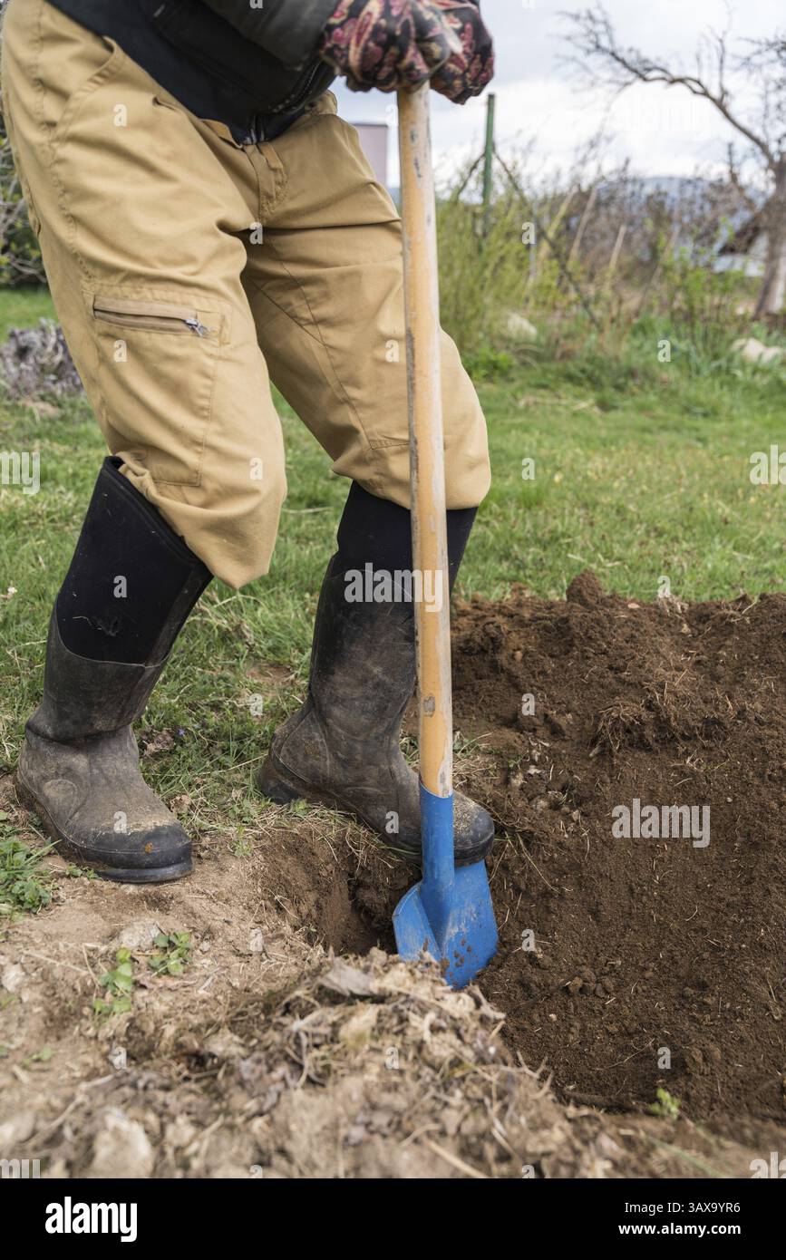 Person digging a pit in the garden with a spade - Shovel Stock Photo ...