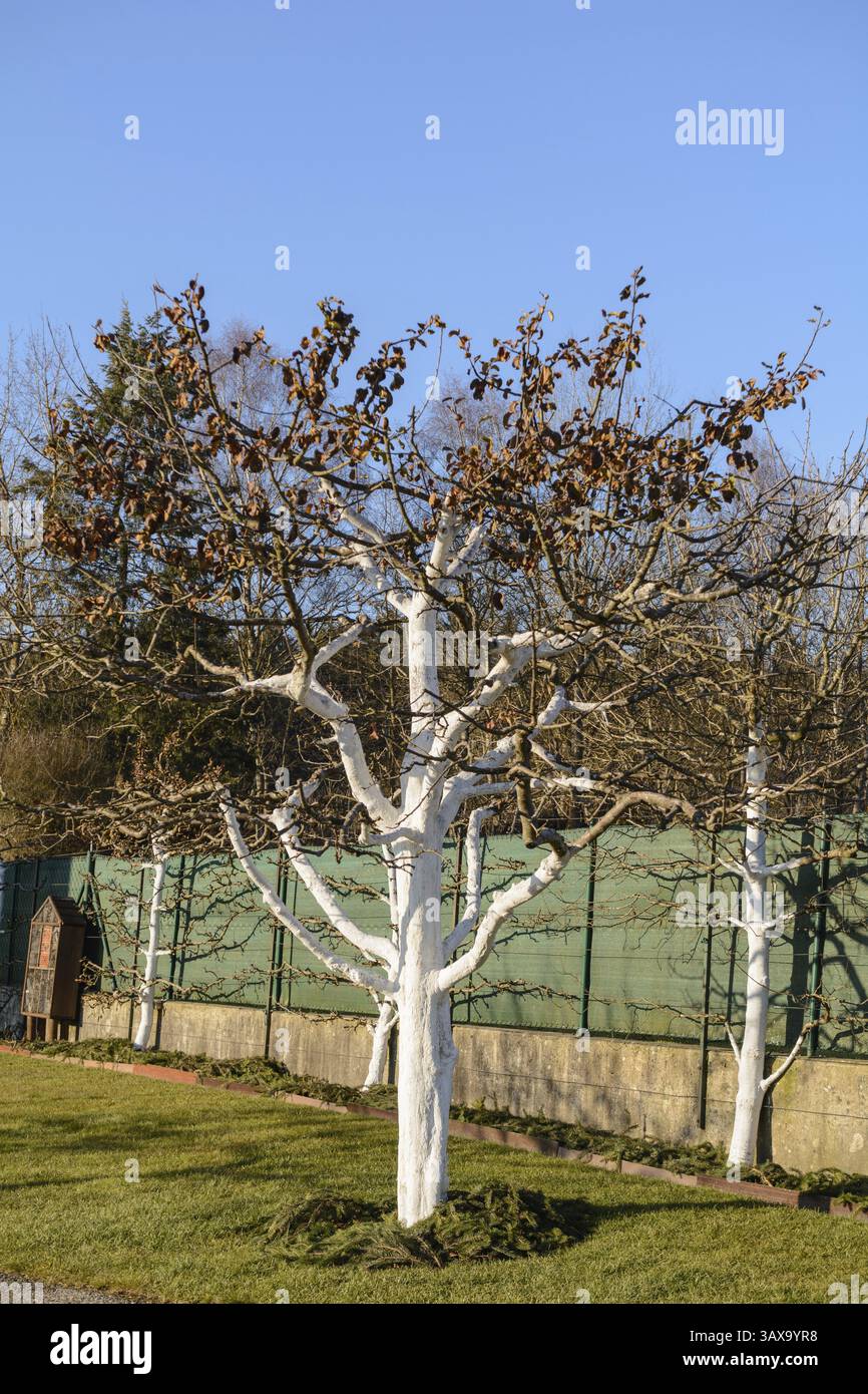 Lime coating protects fruit trees from frost damage - close-up Stock ...