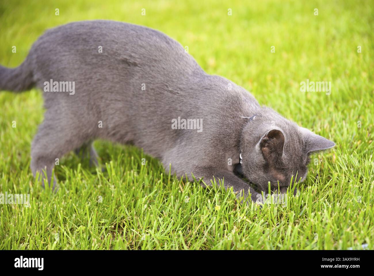 Silver-coloured domestic cat playfully hunting for mice in the meadow ...