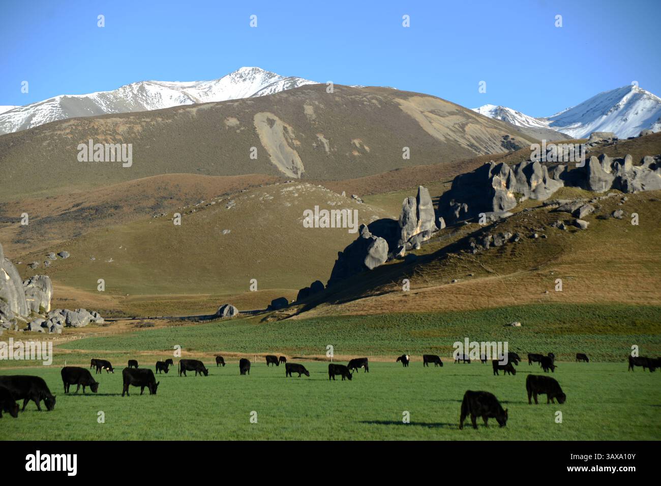 Angus beef cattle grazing at Castle Hill Station, New Zealand Stock ...