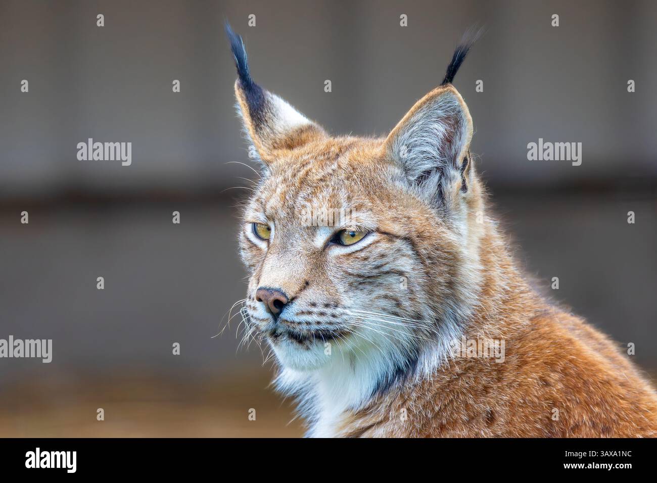 portrait of a large eurasian lynx (Lynx lynx), the biggest wld cat of ...