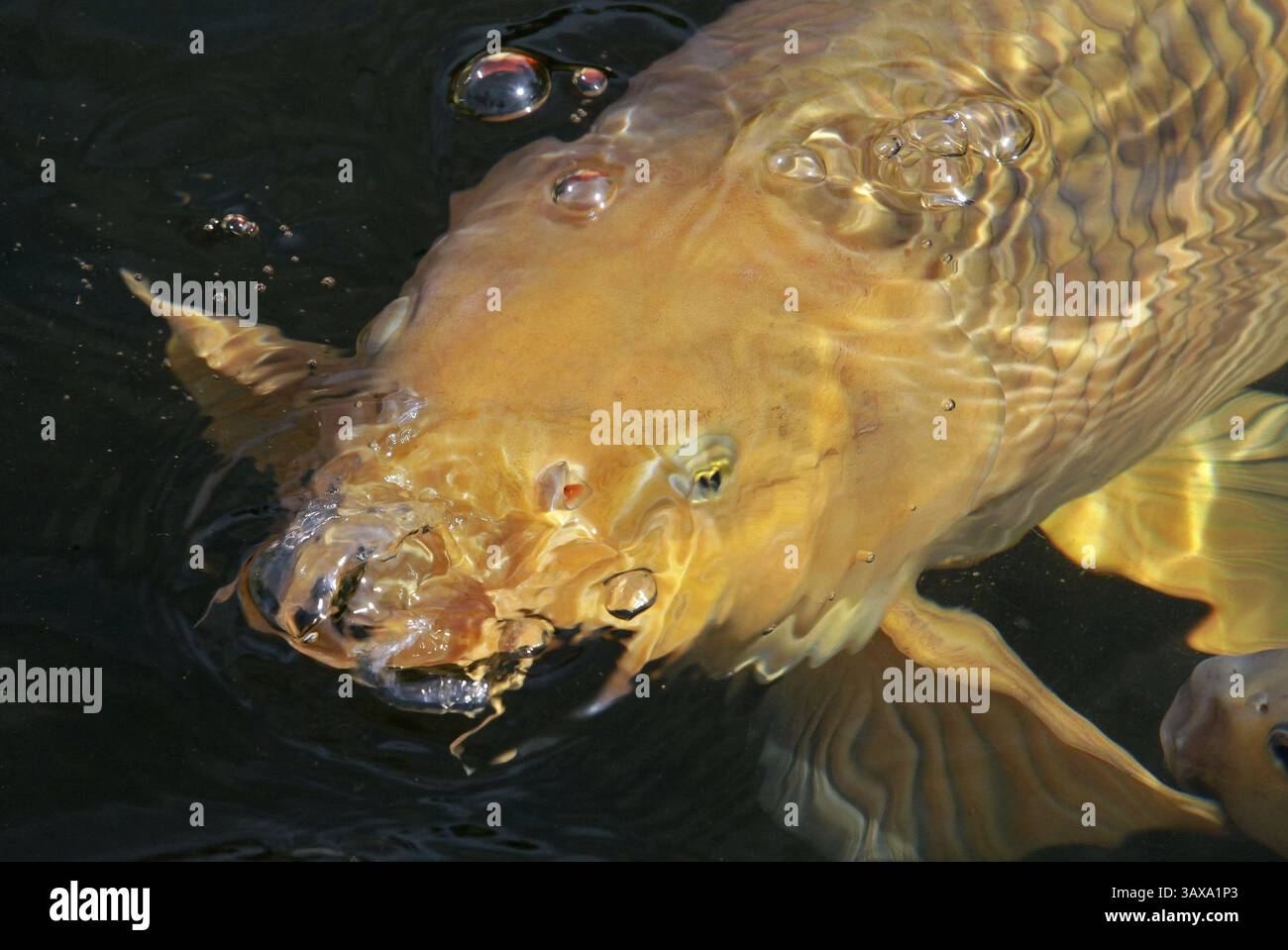 Koi varieties hi-res stock photography and images - Alamy