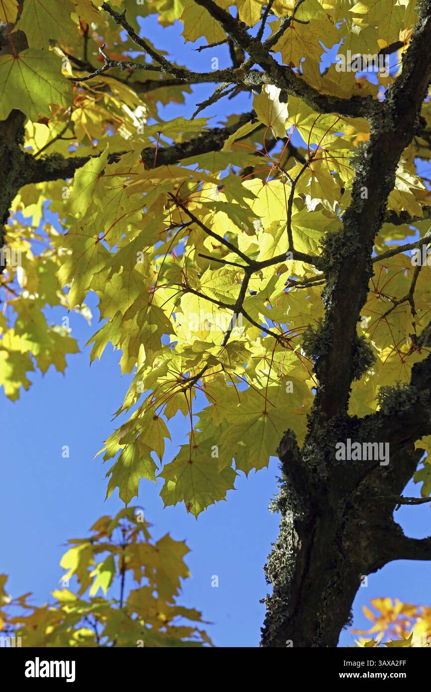 Autumn jagged leaf hi-res stock photography and images - Alamy