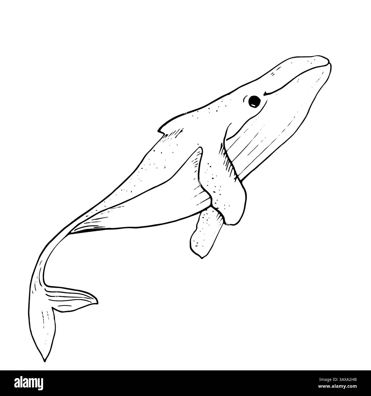 Humpback whale, black and white ink sketch. Vector illustration. An ...