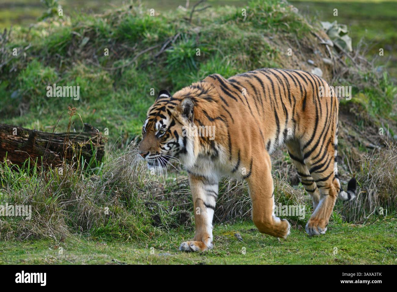 The Sumatran tiger (Panthera tigris sondaica) native to the Indonesian ...