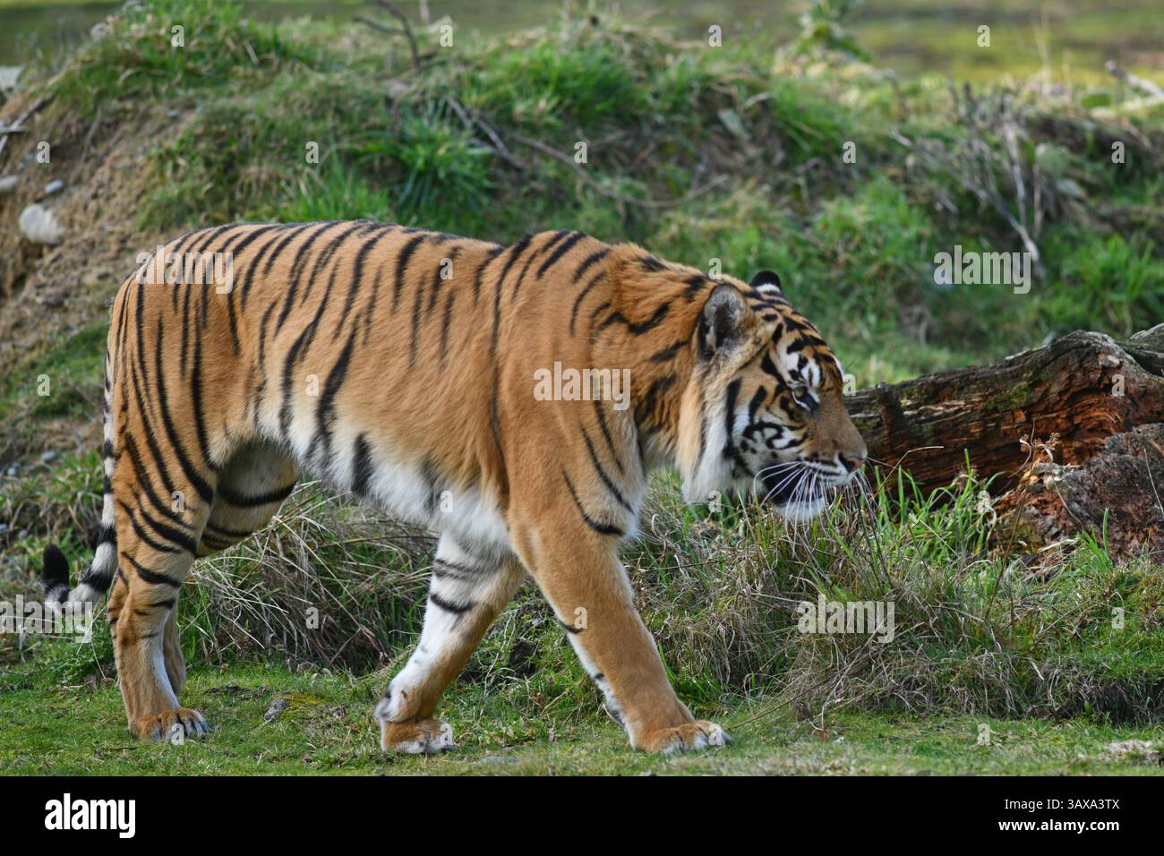 The Sumatran tiger (Panthera tigris sondaica) native to the Indonesian ...