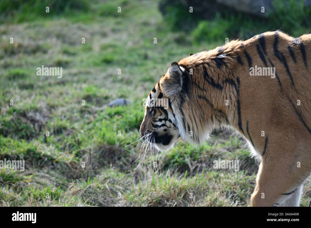 The Sumatran tiger (Panthera tigris sondaica) native to the Indonesian ...