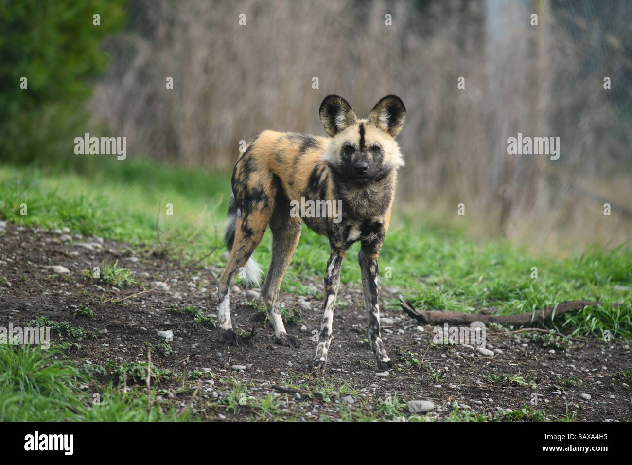 The African hunting dog (Lycaon pictus Stock Photo - Alamy