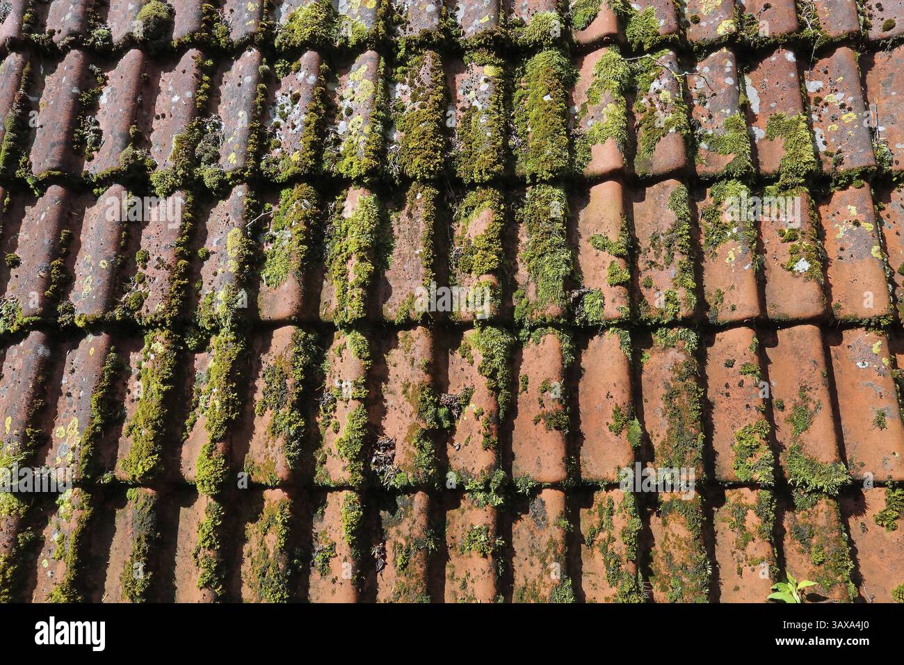 Roof tiles with moss Stock Photo - Alamy