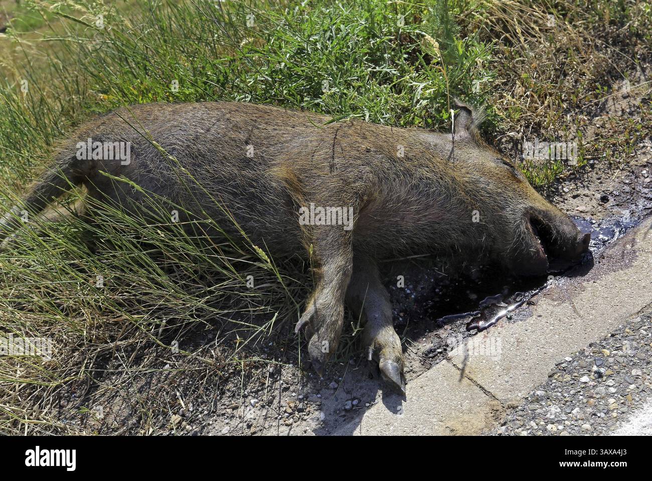Boar hunts hi-res stock photography and images - Alamy