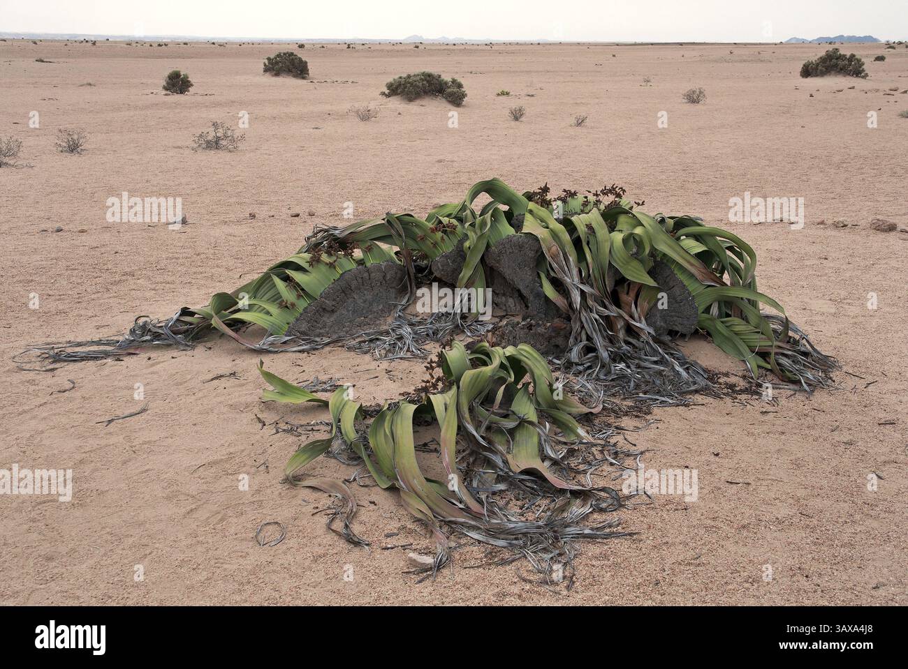Welwitschia mirabilis, Namibia, Africa Stock Photo - Alamy