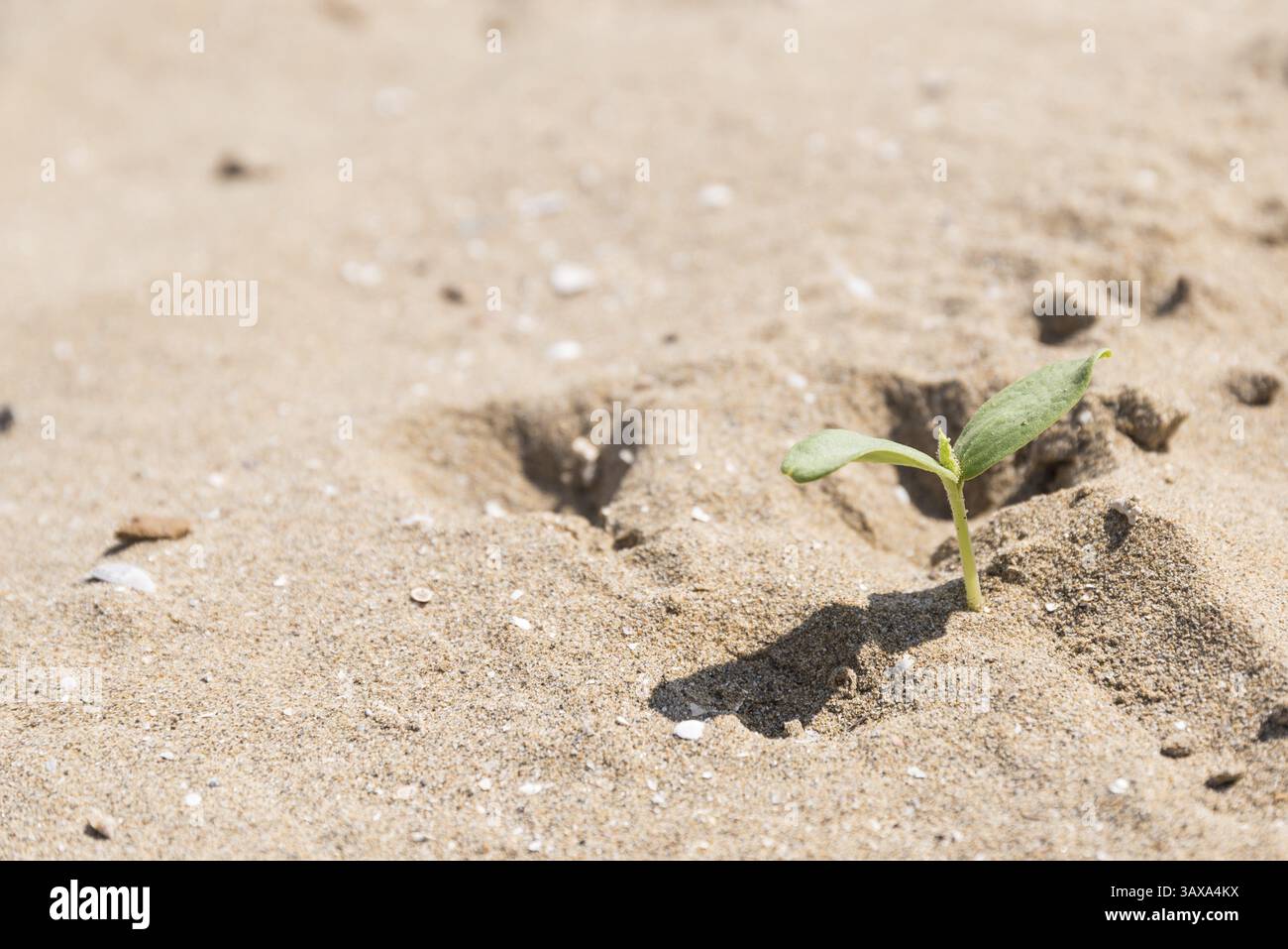 Seedling sprouts from a sandy beach - new beginning of sprout Stock ...