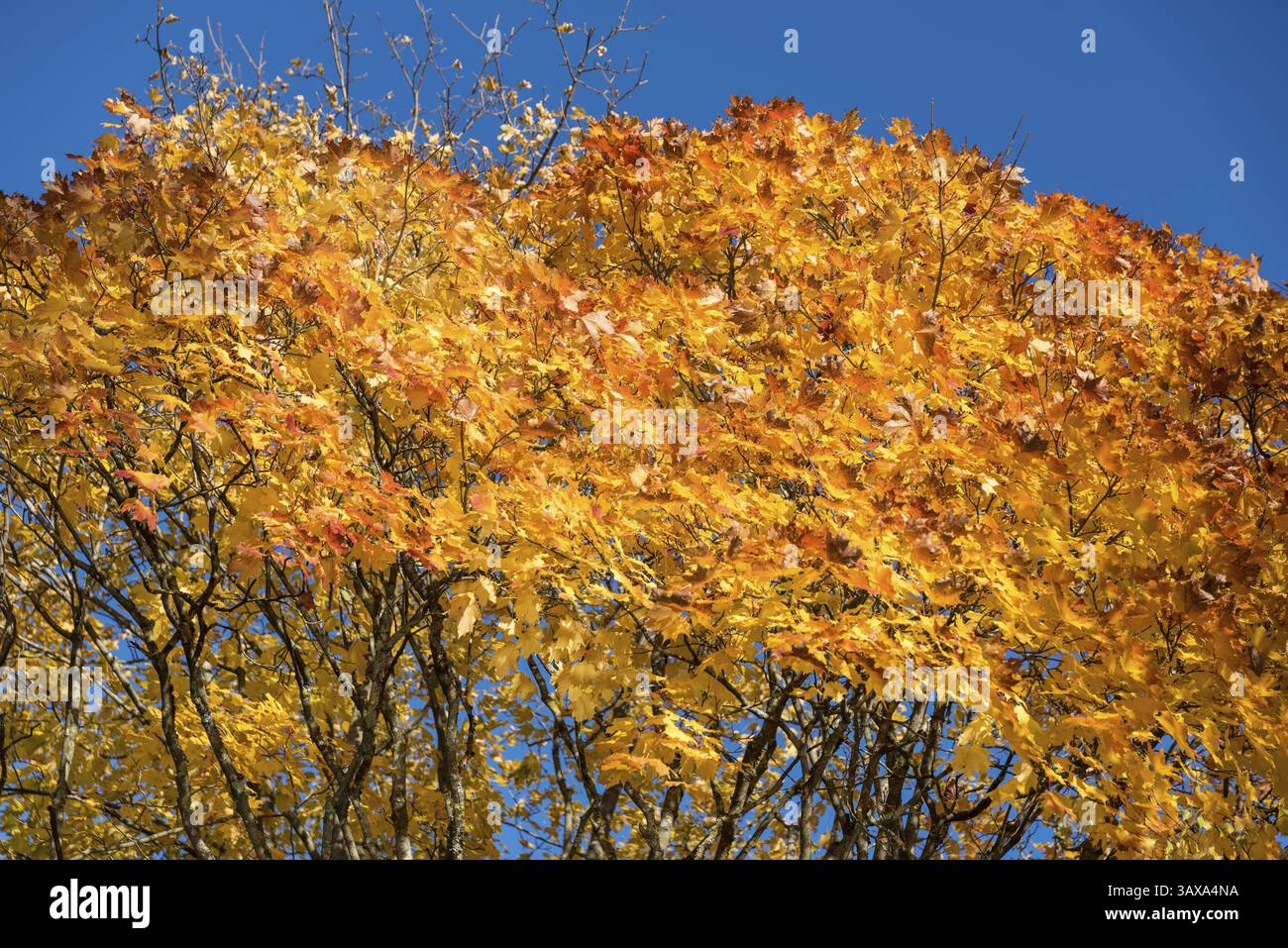 Radiant colours of a maple tree in autumn - deciduous tree Stock Photo ...