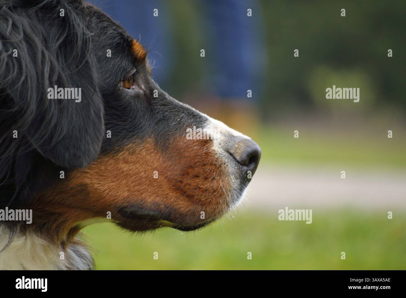 Lateral dog profile of a faithful looking Bernese cattle dog Stock ...