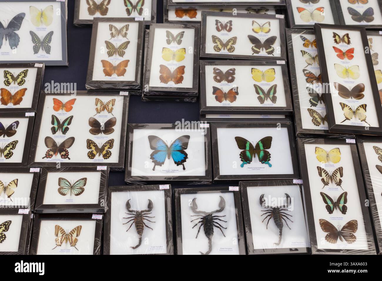 Chiang mai thailand display hi-res stock photography and images - Alamy