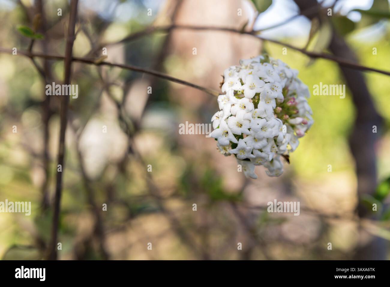 Peach blossoms sicily hi-res stock photography and images - Alamy