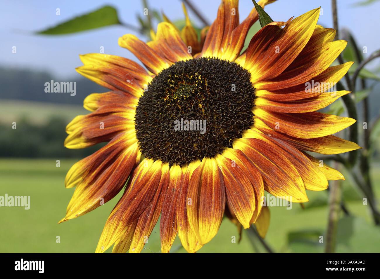Individual flower sections hi-res stock photography and images - Alamy