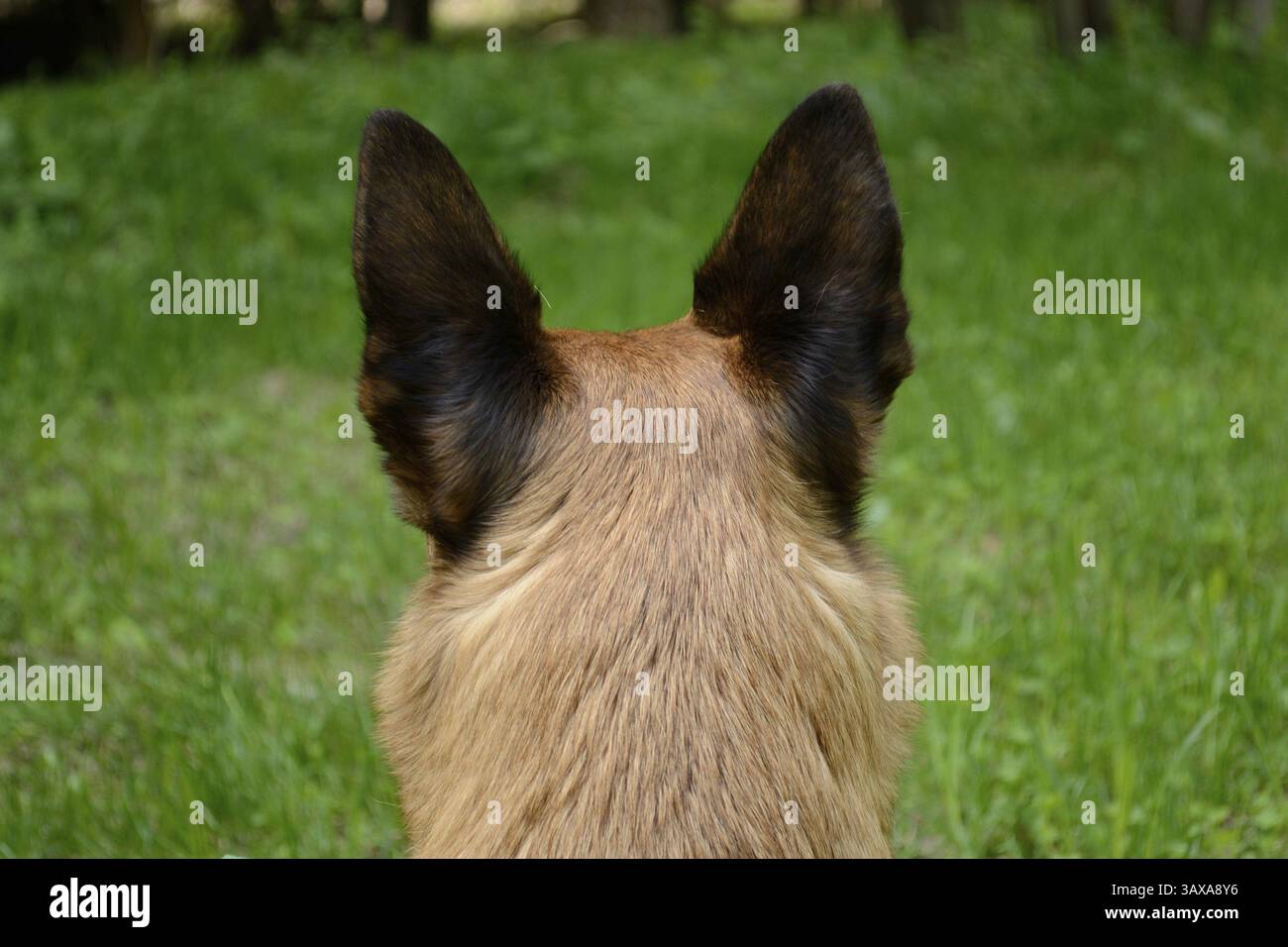 Dog's head with standing ears from behind Stock Photo - Alamy