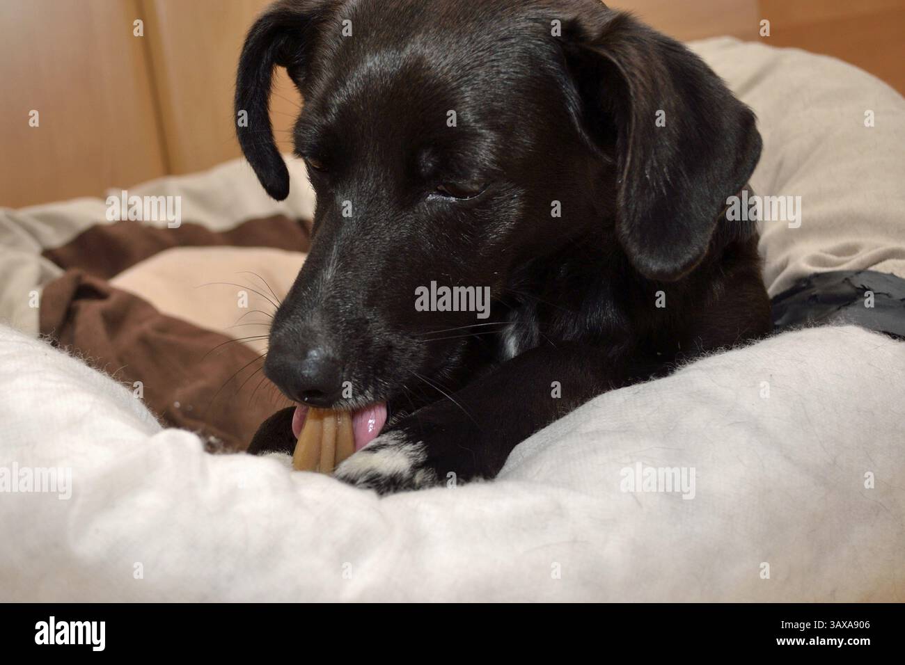 Black Labrador mix licks the chew bone Stock Photo - Alamy