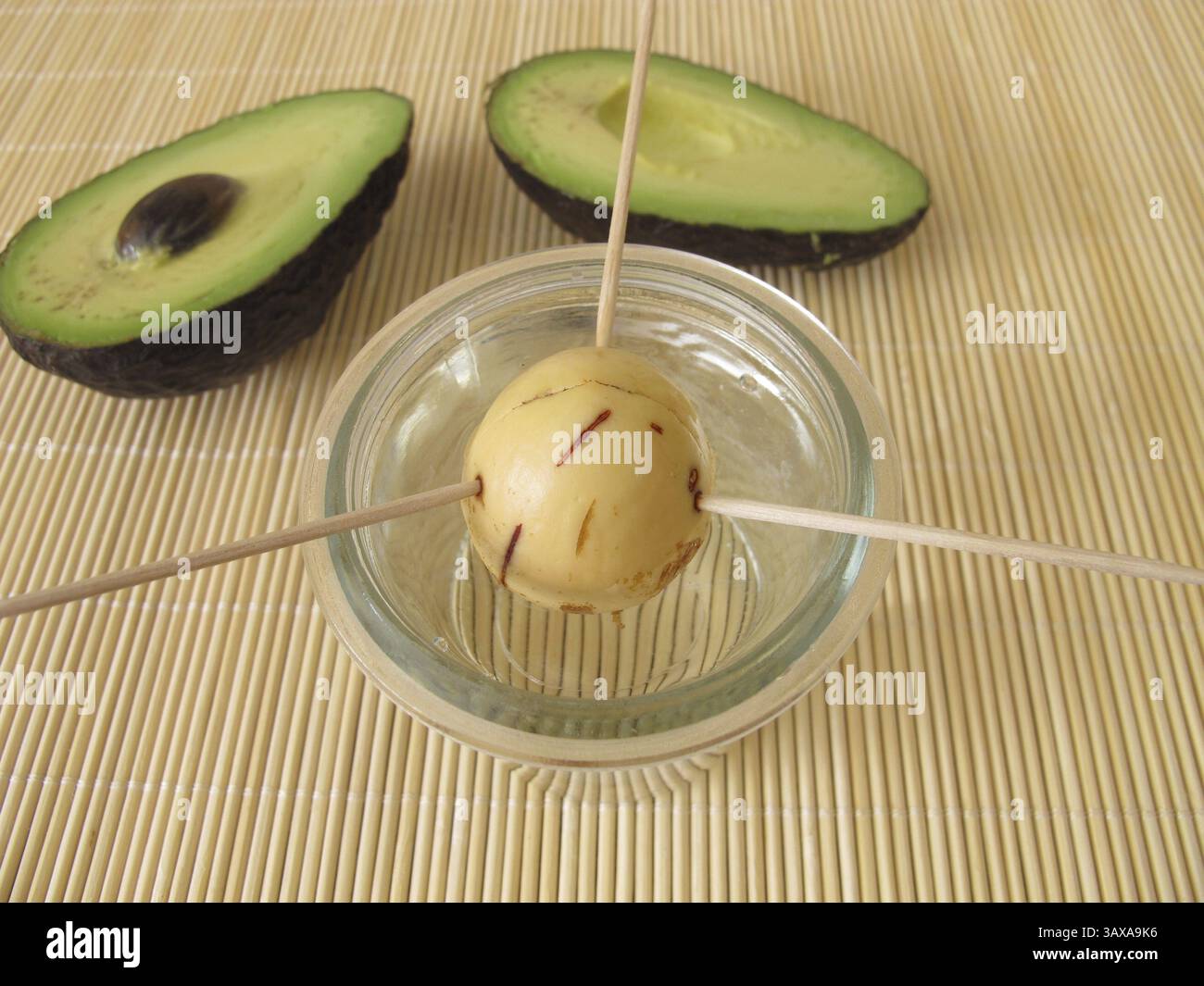 Growing an avocado tree from an avocado pit Stock Photo - Alamy