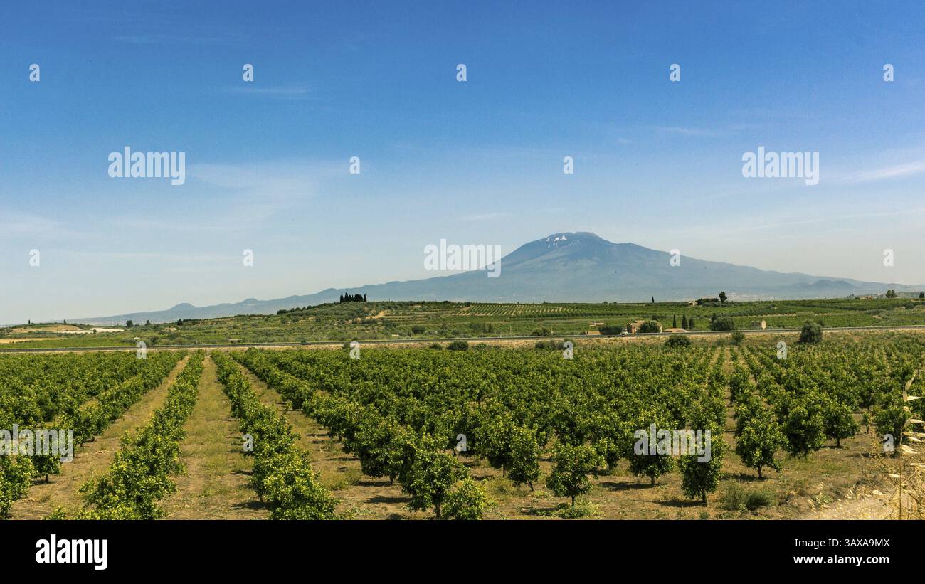 Orange Trees Farm in Sicily, Italy. Oranges Fruits Cultivation under ...