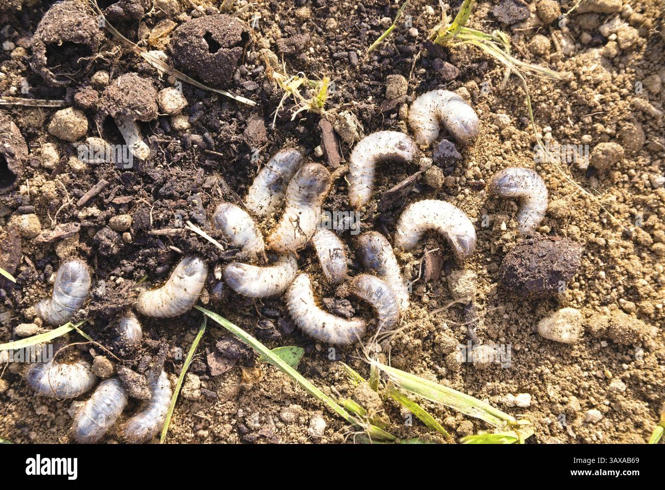 Grubs crawl on the surface of the soil and burrow into the earth ...