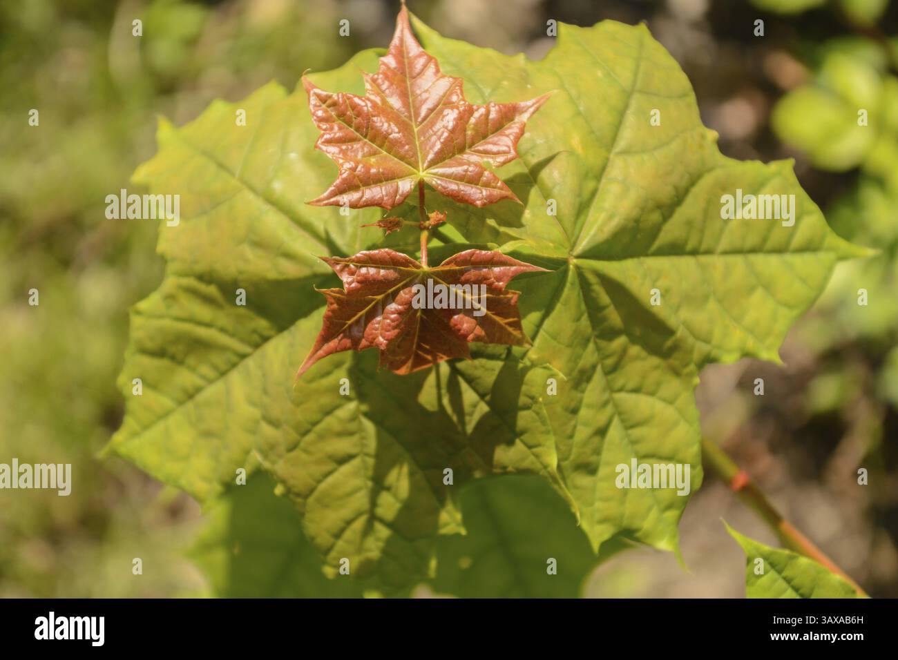 Young shoot norway maple hi-res stock photography and images - Alamy
